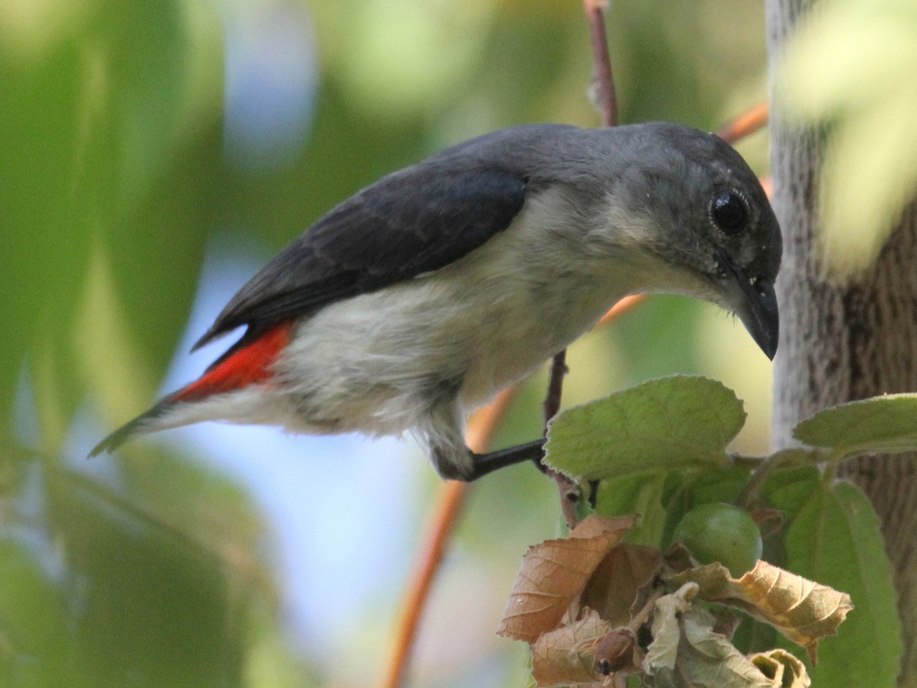 Red-chested Flowerpecker - eBird