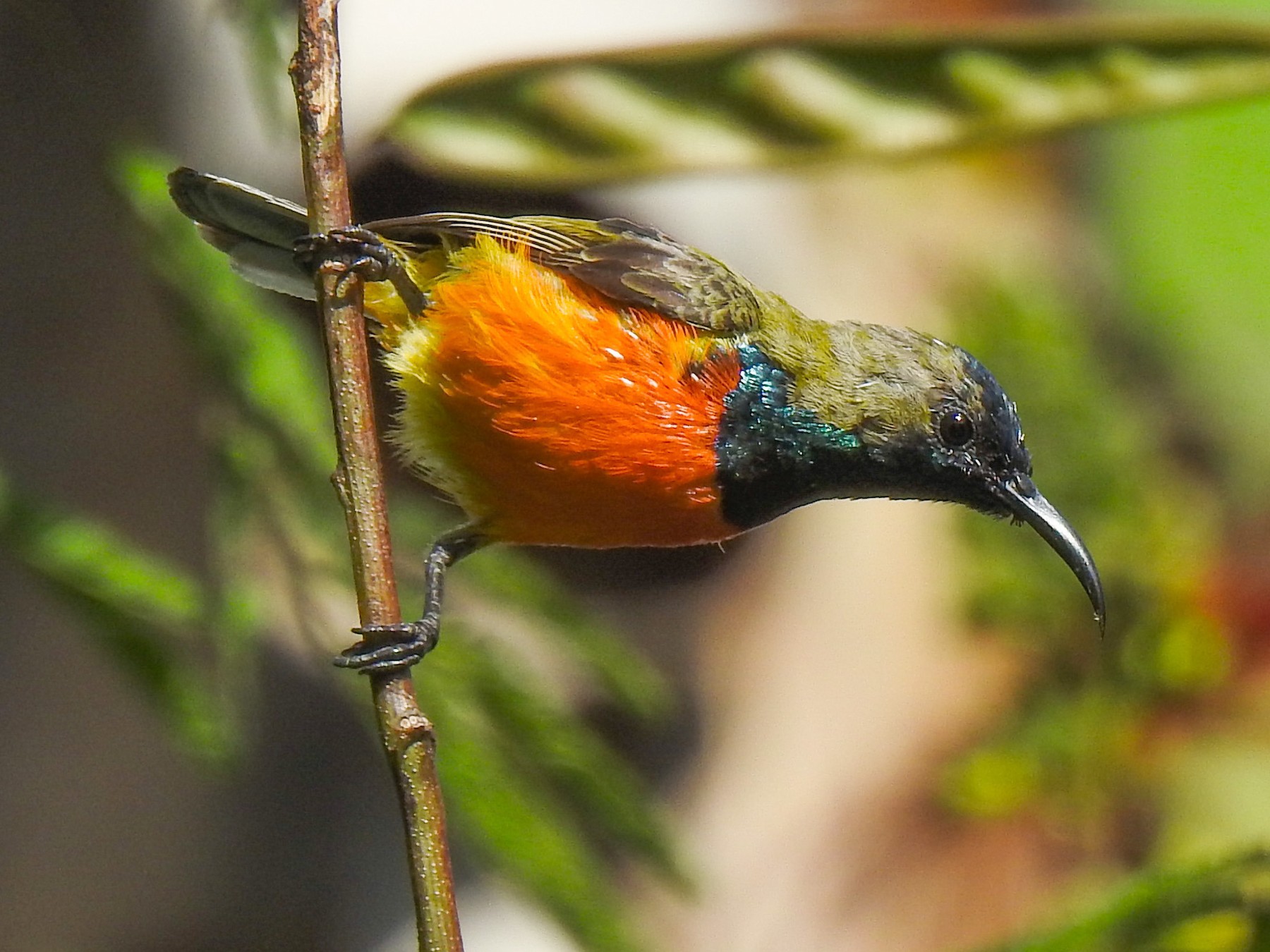 Flame-breasted Sunbird - eBird
