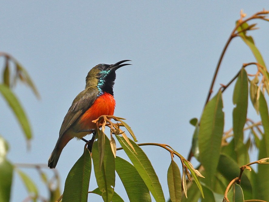 Flame-breasted Sunbird - eBird