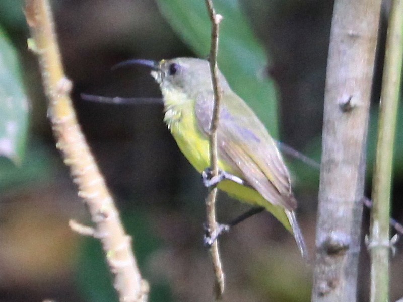 Apricot-breasted Sunbird - eBird