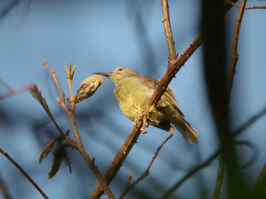 Apricot-breasted Sunbird - eBird