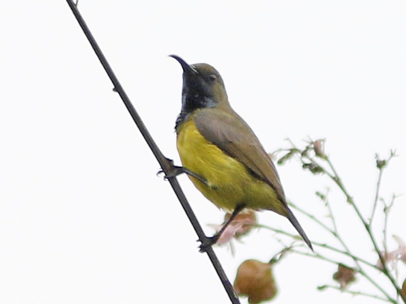 Apricot-breasted Sunbird - eBird