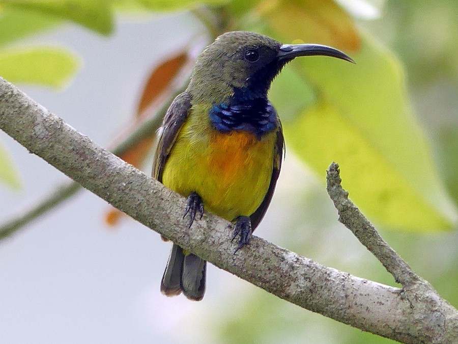 Burung-madu sumba - eBird
