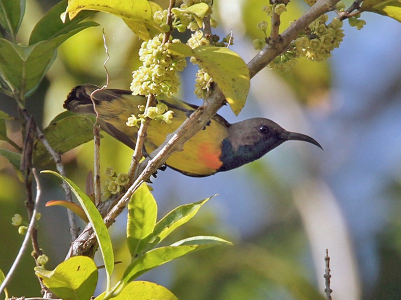Apricot-breasted Sunbird - eBird