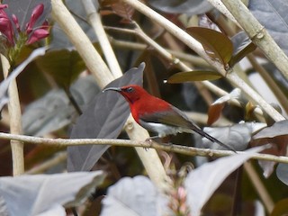 Javan Sunbird - eBird