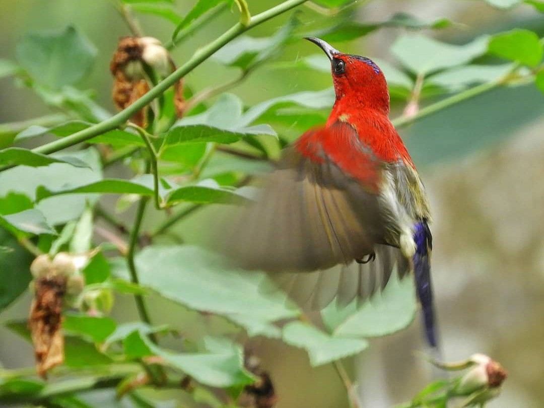 Javan Sunbird - eBird
