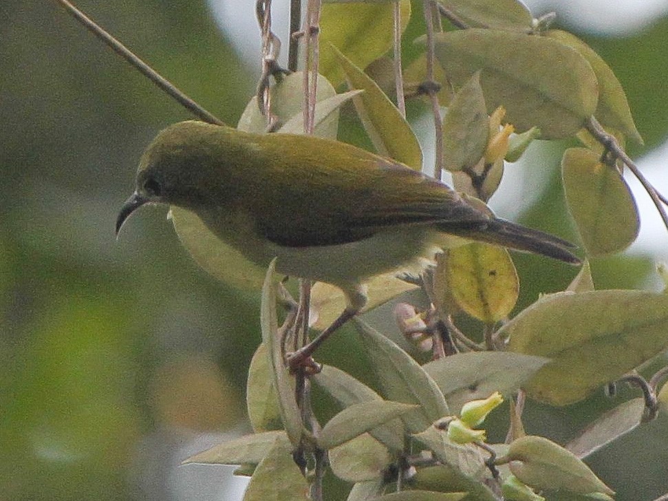 Javan Sunbird - eBird