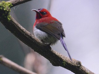 Javan Sunbird - eBird