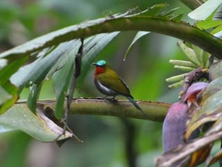 White-flanked Sunbird - eBird