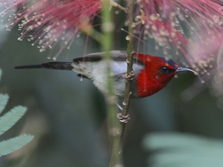 Javan Sunbird - eBird