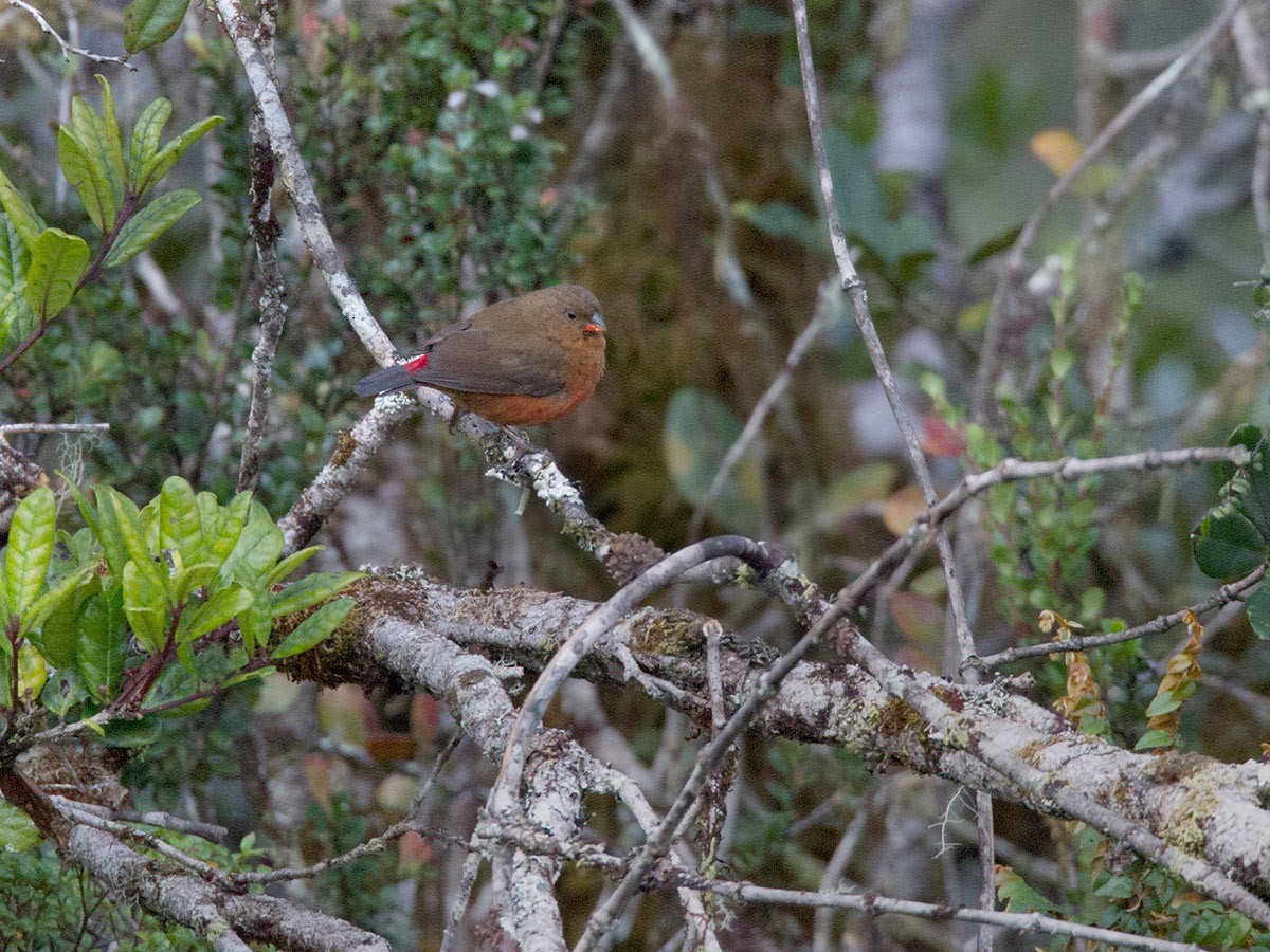 Mountain Firetail - eBird