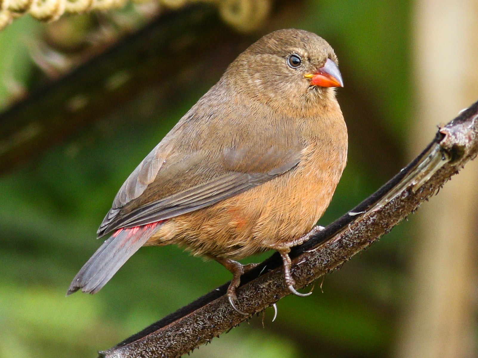 Mountain Firetail - eBird
