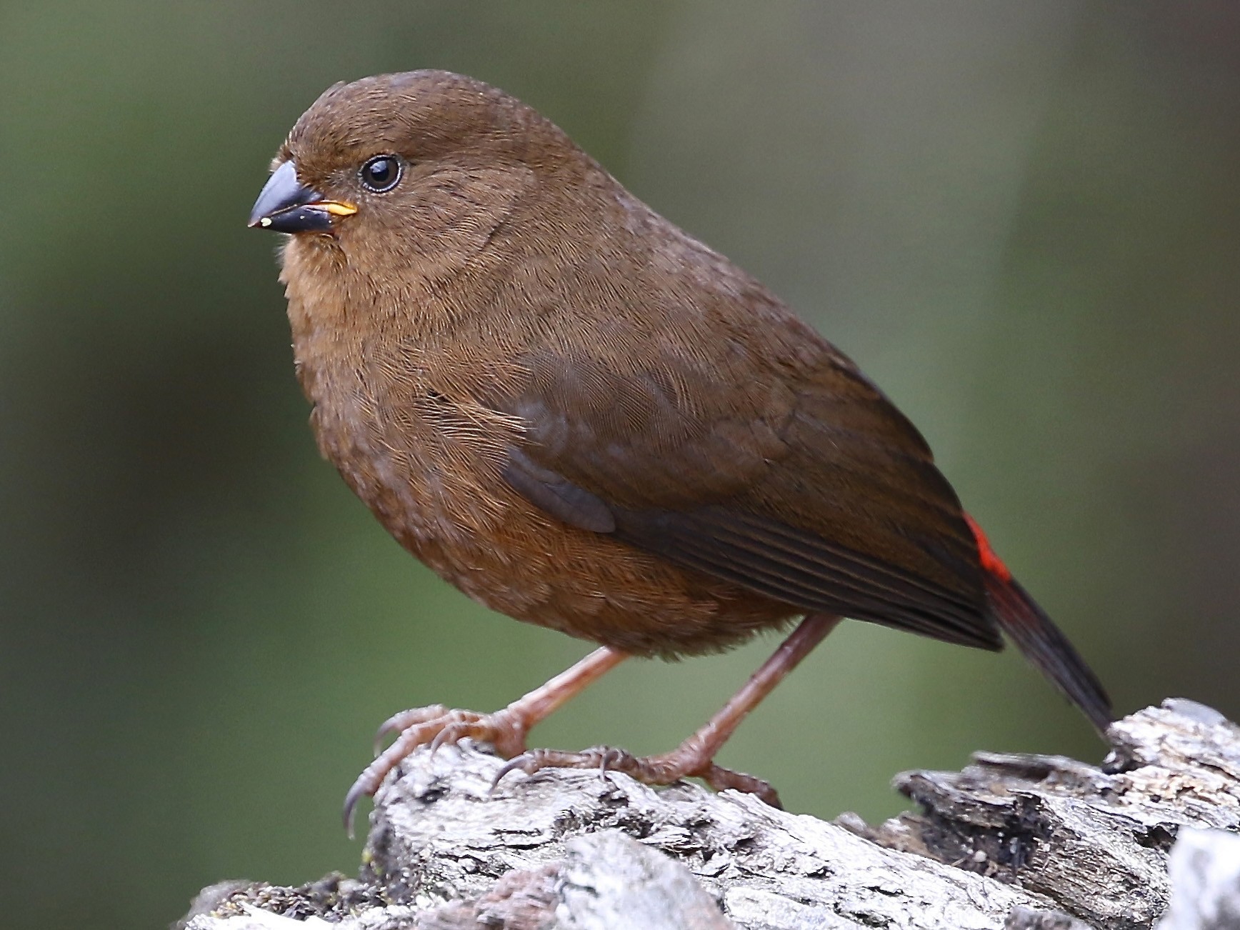 Mountain Firetail - eBird