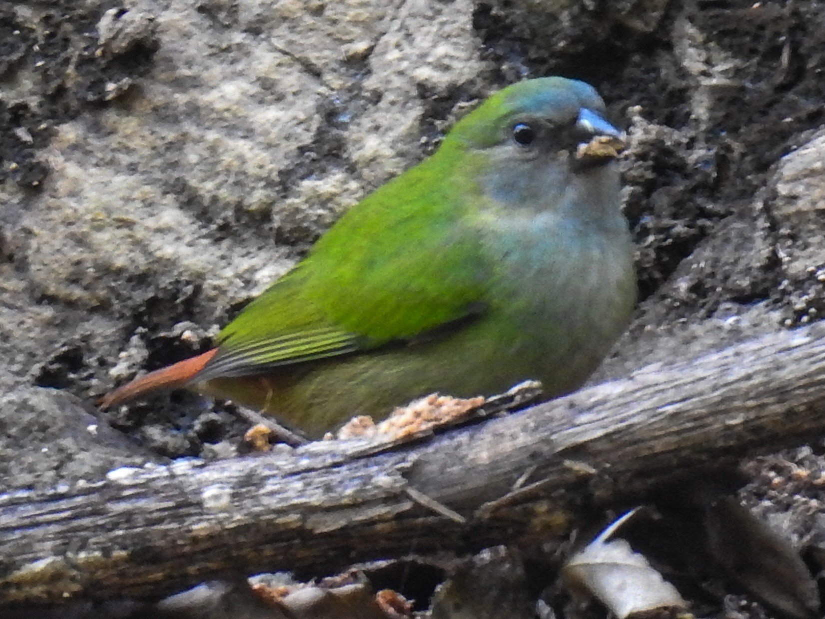 Tricolored Parrotfinch - eBird