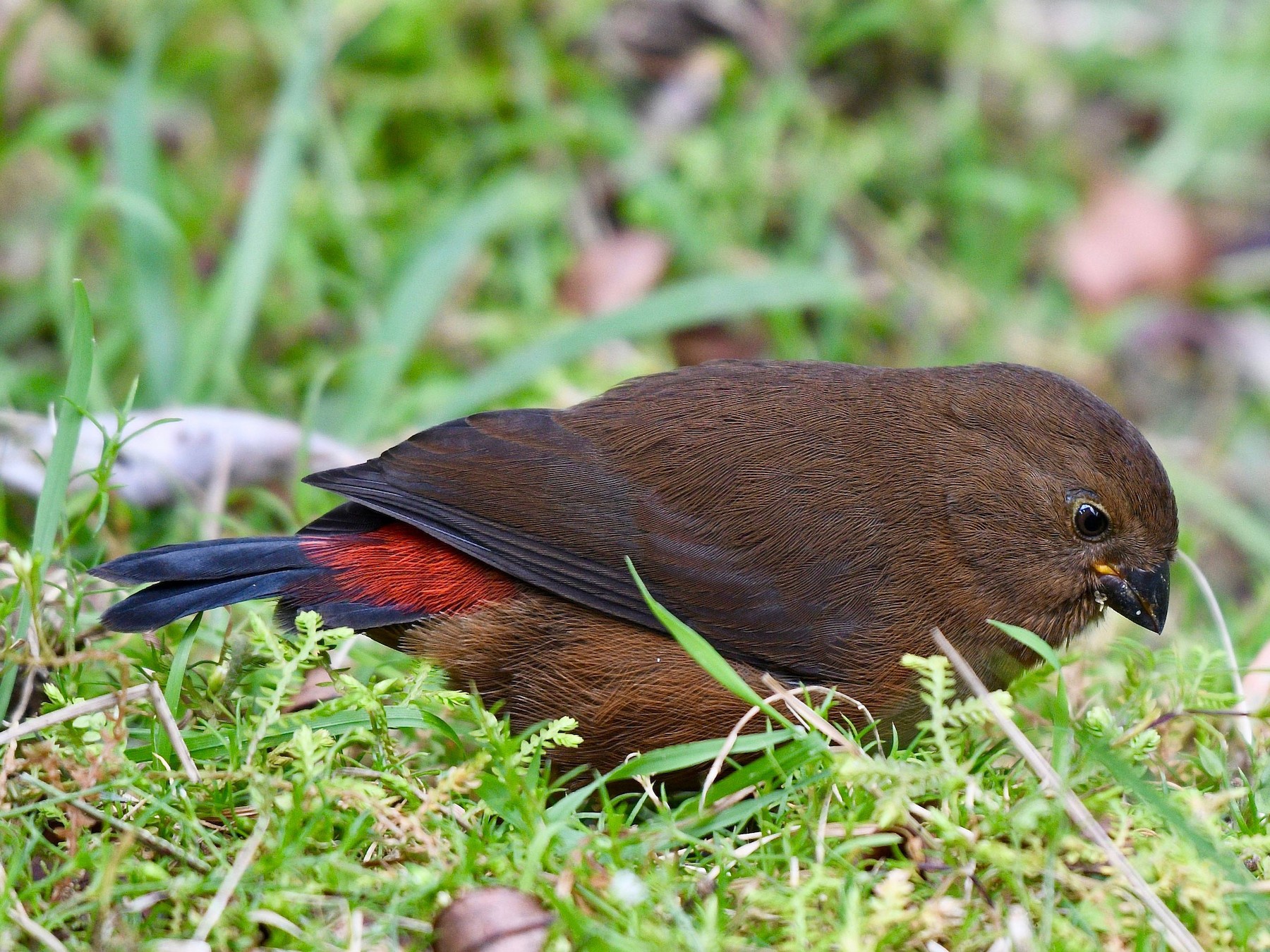 Mountain Firetail - eBird