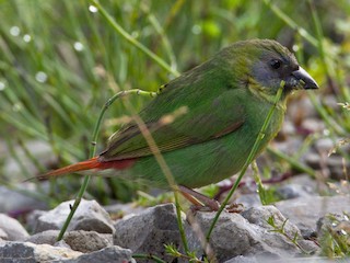 Papuan Parrotfinch - Erythrura papuana - Birds of the World