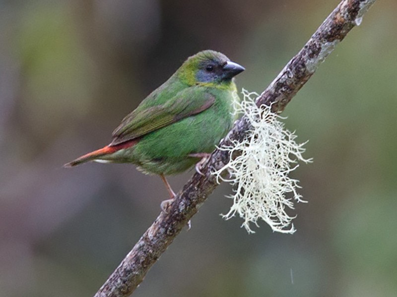 Papuan Parrotfinch - eBird