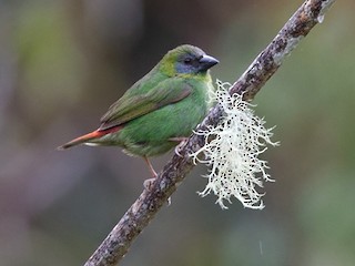 Papuan Parrotfinch - eBird