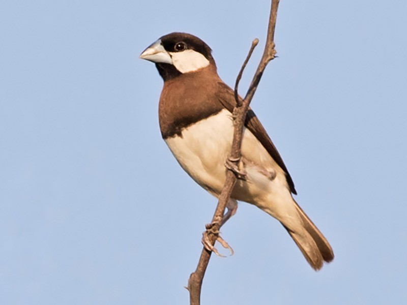 Timor Sparrow - eBird