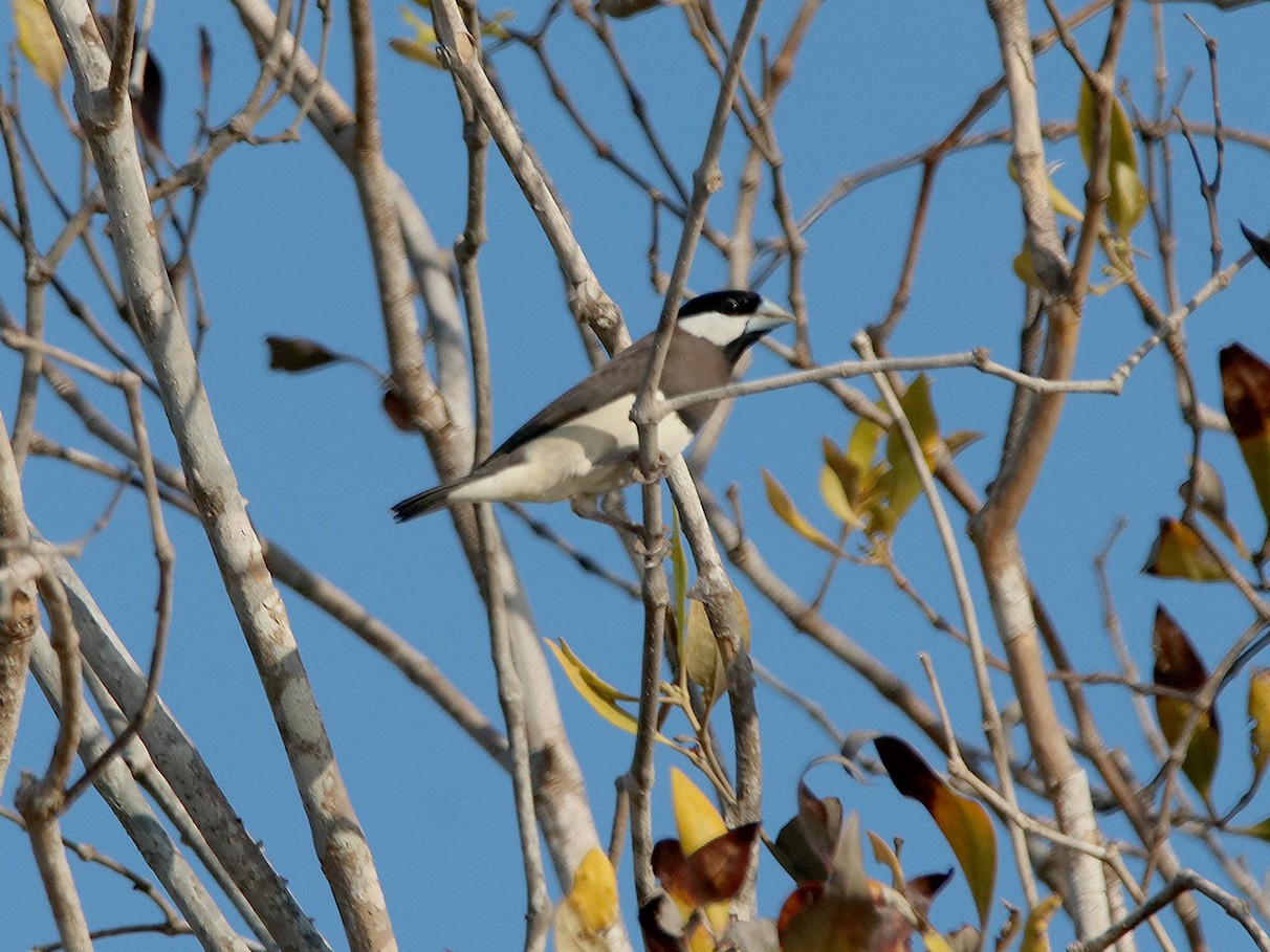 Timor Sparrow - eBird