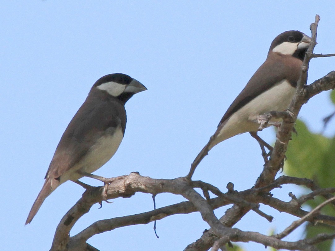 Timor Sparrow - eBird