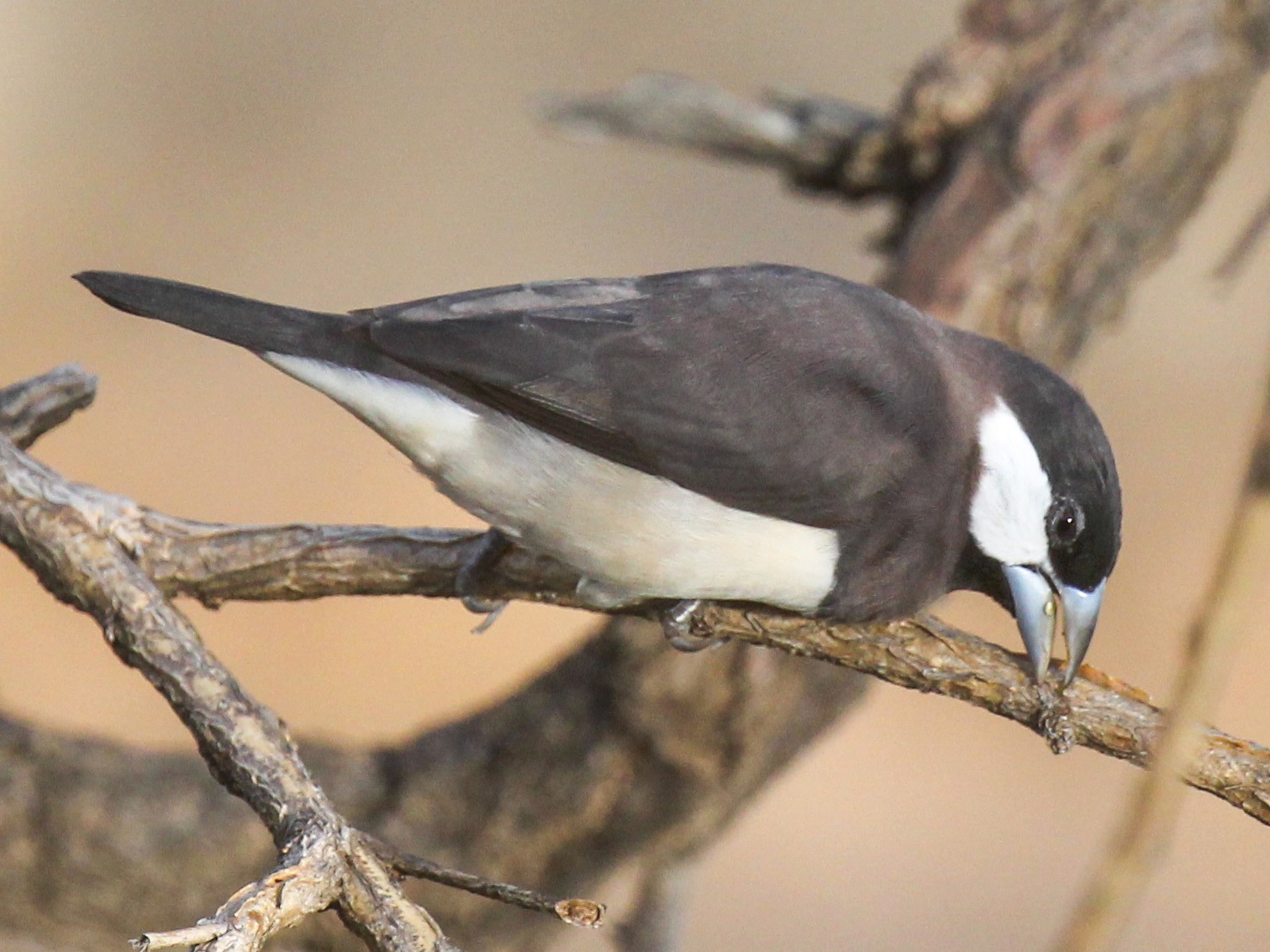 Padda de Timor - eBird