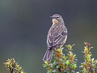Alpine Pipit - eBird