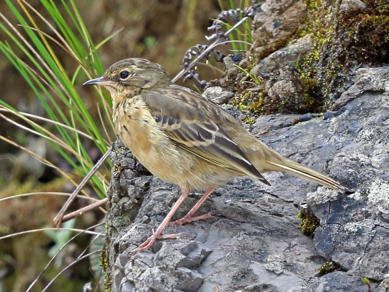 Alpine Pipit - eBird