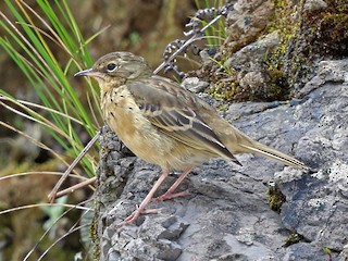 Alpine Pipit - eBird