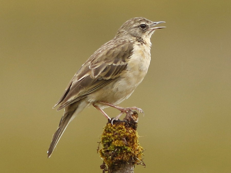 Alpine Pipit - eBird