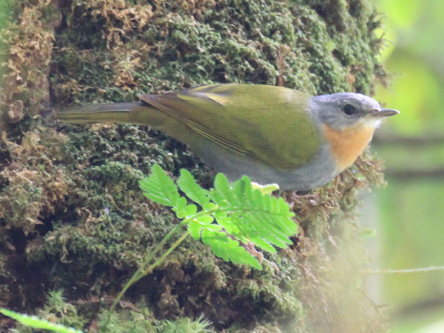 Madanga - eBird