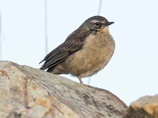 Alpine Pipit - eBird