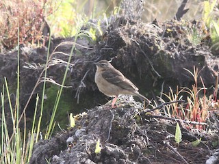 Alpine Pipit - eBird