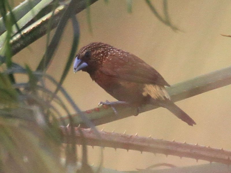 Capuchino Cabeciestriado - eBird