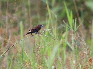 Streak-headed Munia - eBird