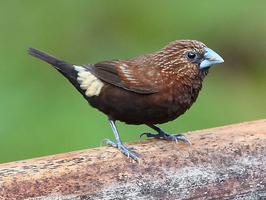 Streak-headed/White-spotted Munia - eBird