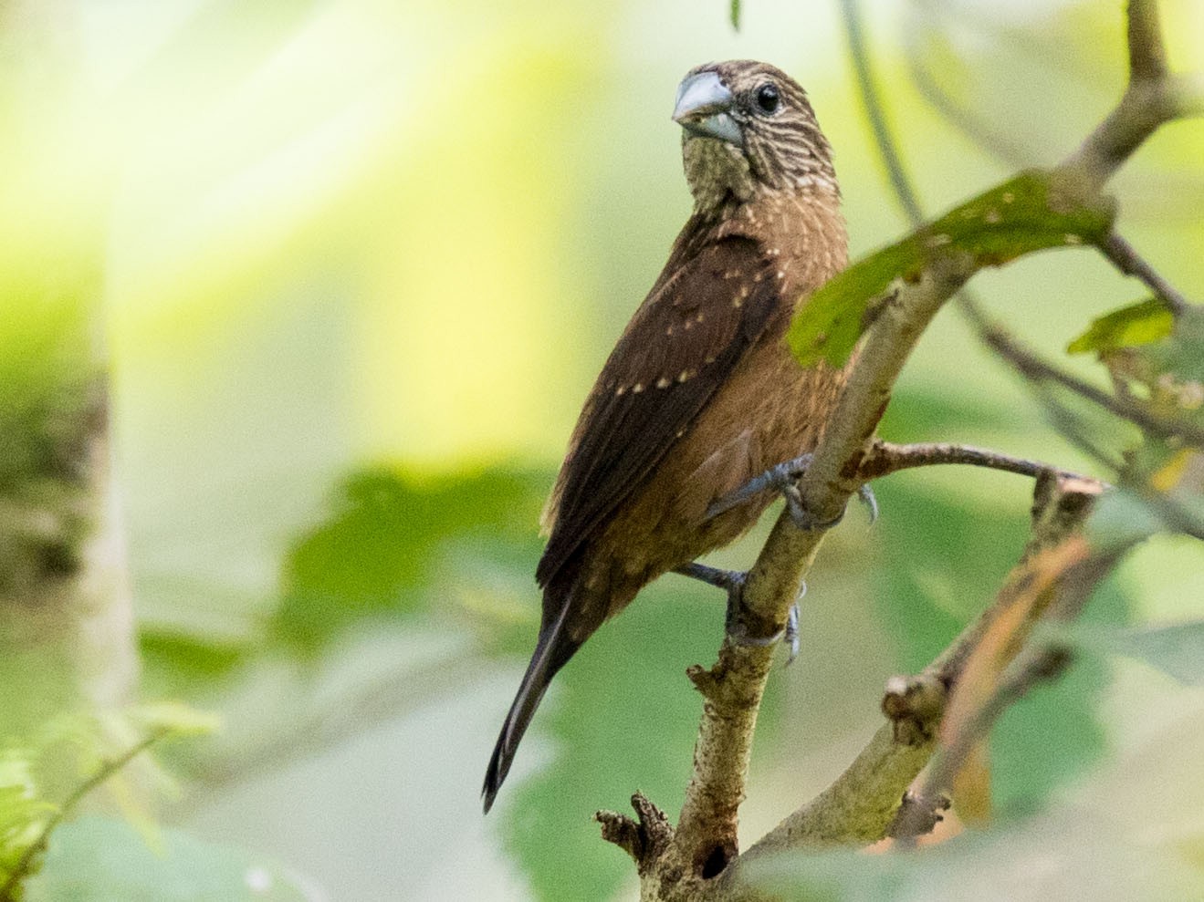 White-spotted Munia - eBird
