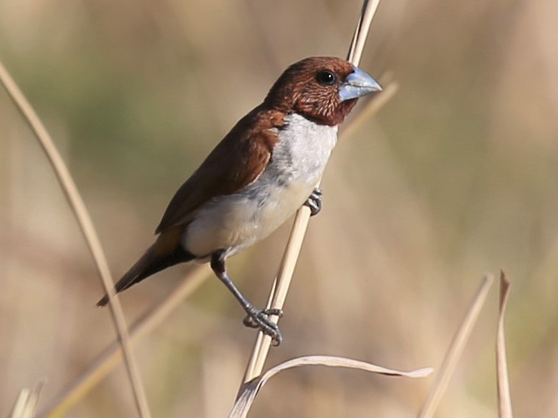 Five-colored Munia - eBird