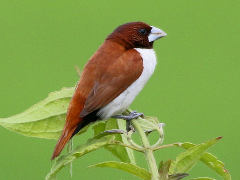 Five-colored Munia - eBird