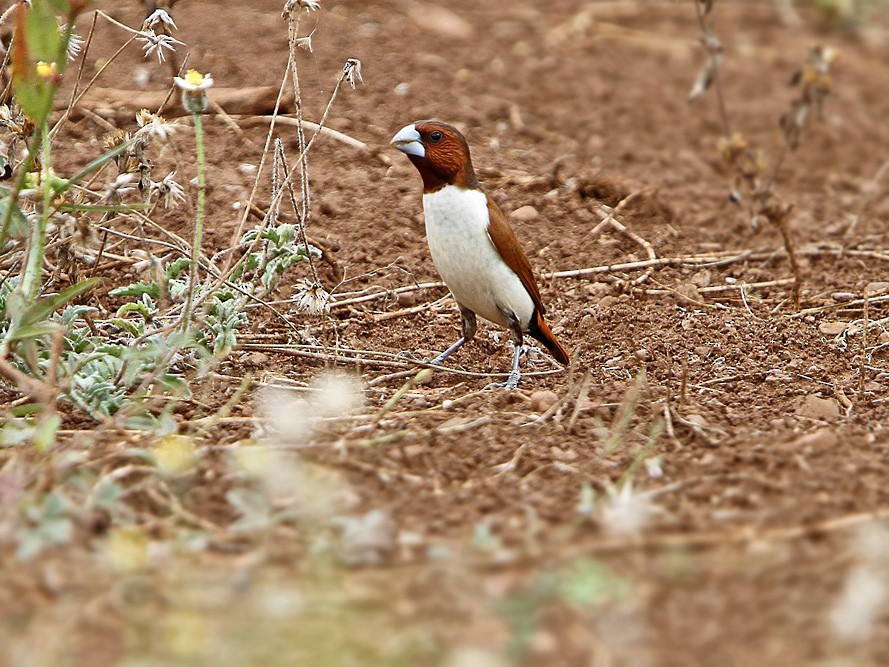 Five-colored Munia - eBird