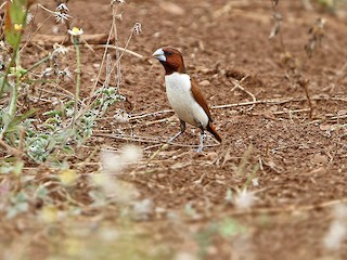 Five-colored Munia - eBird