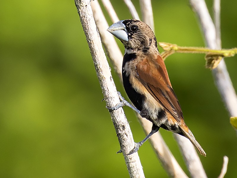 Capuchino grande - eBird