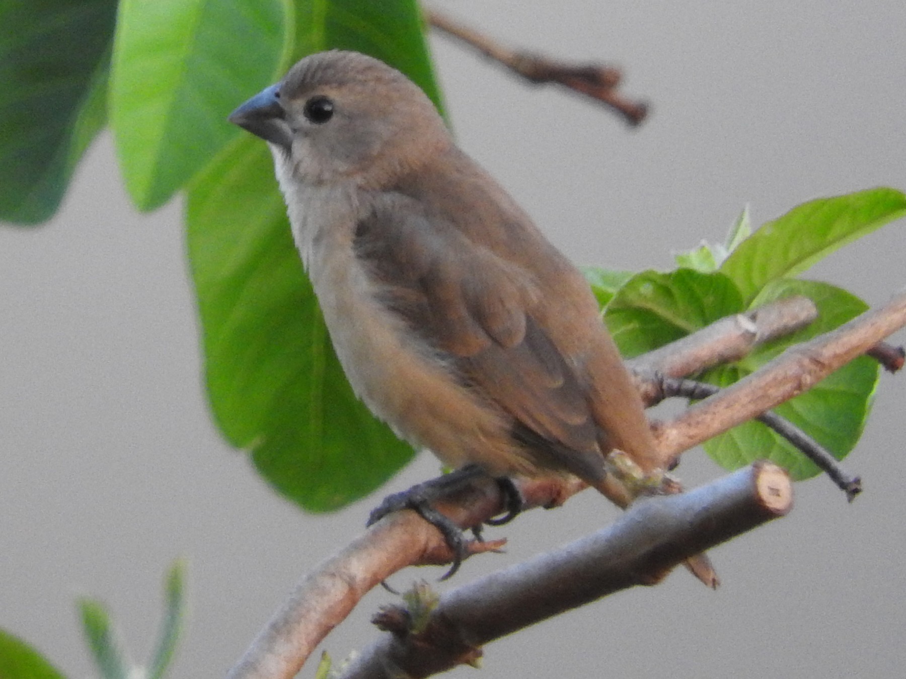Pale-headed Munia - eBird