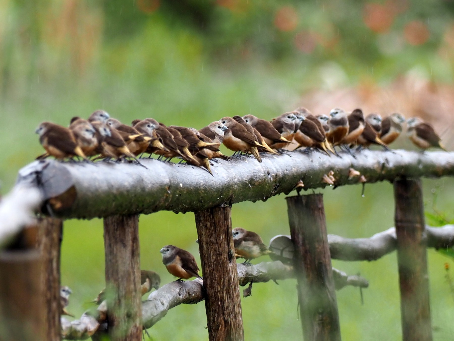 Grey-banded Munia - eBird