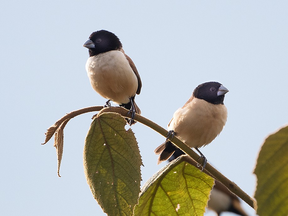 Hooded Mannikin - eBird