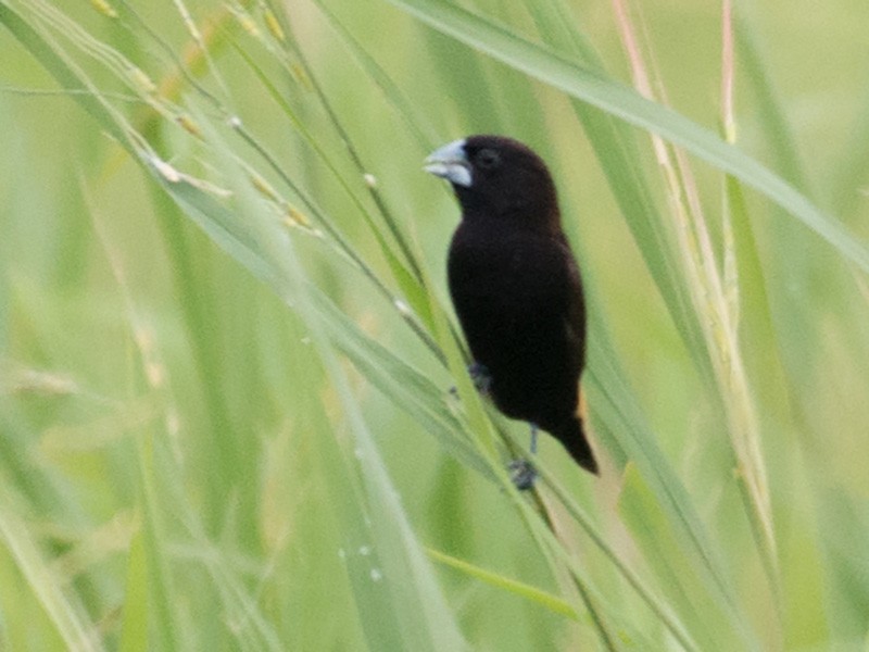 Black Munia - eBird