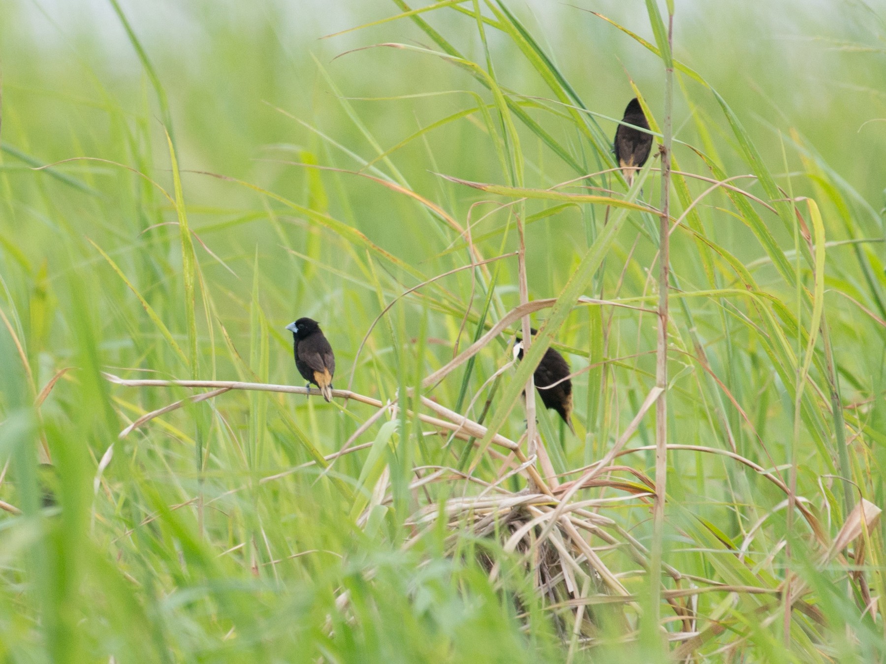 Black Munia - eBird