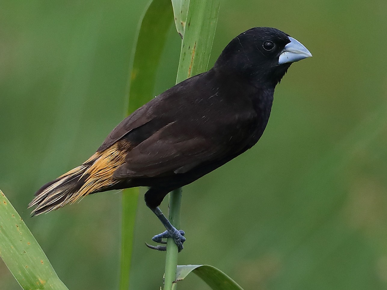 Black Munia - eBird