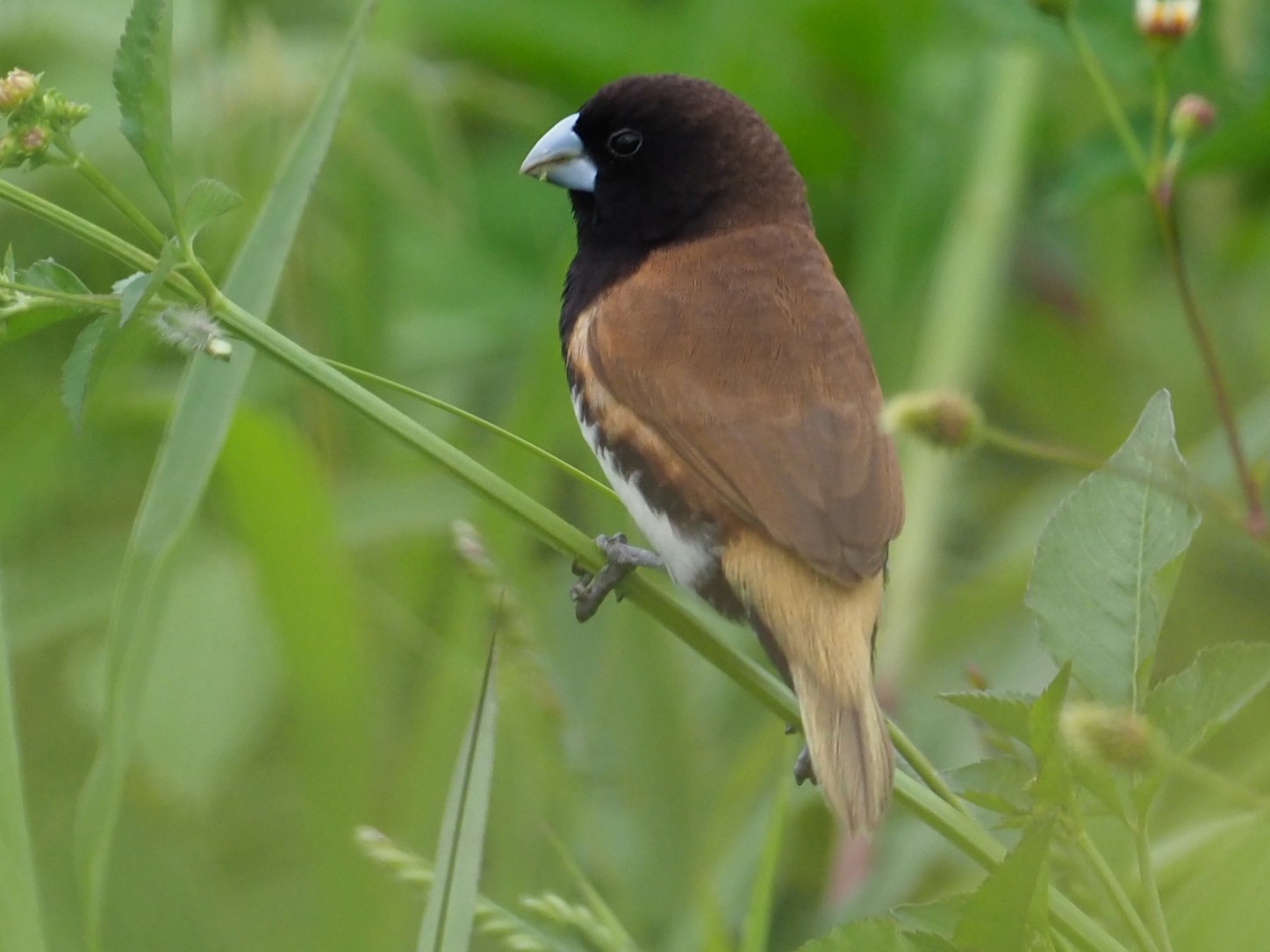 Black-breasted Munia - eBird