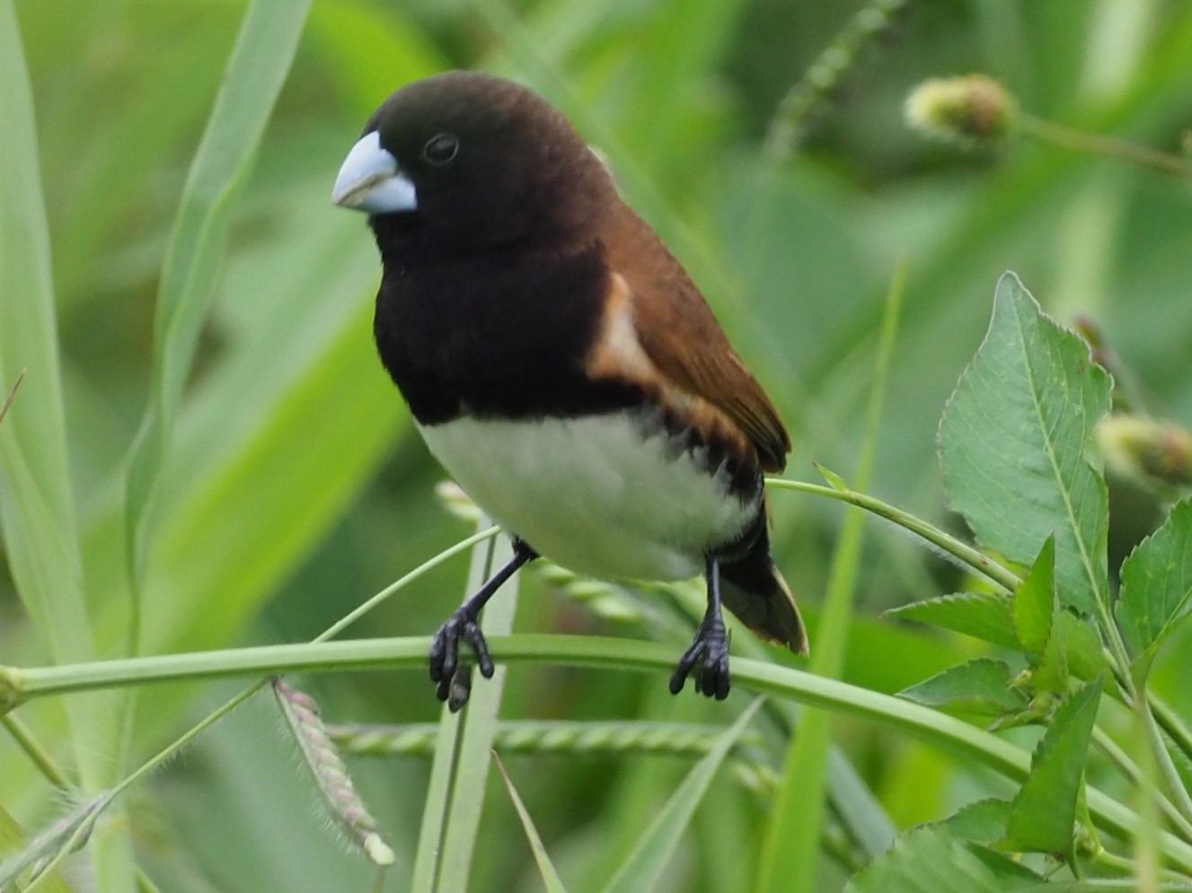 Black-breasted Munia - eBird